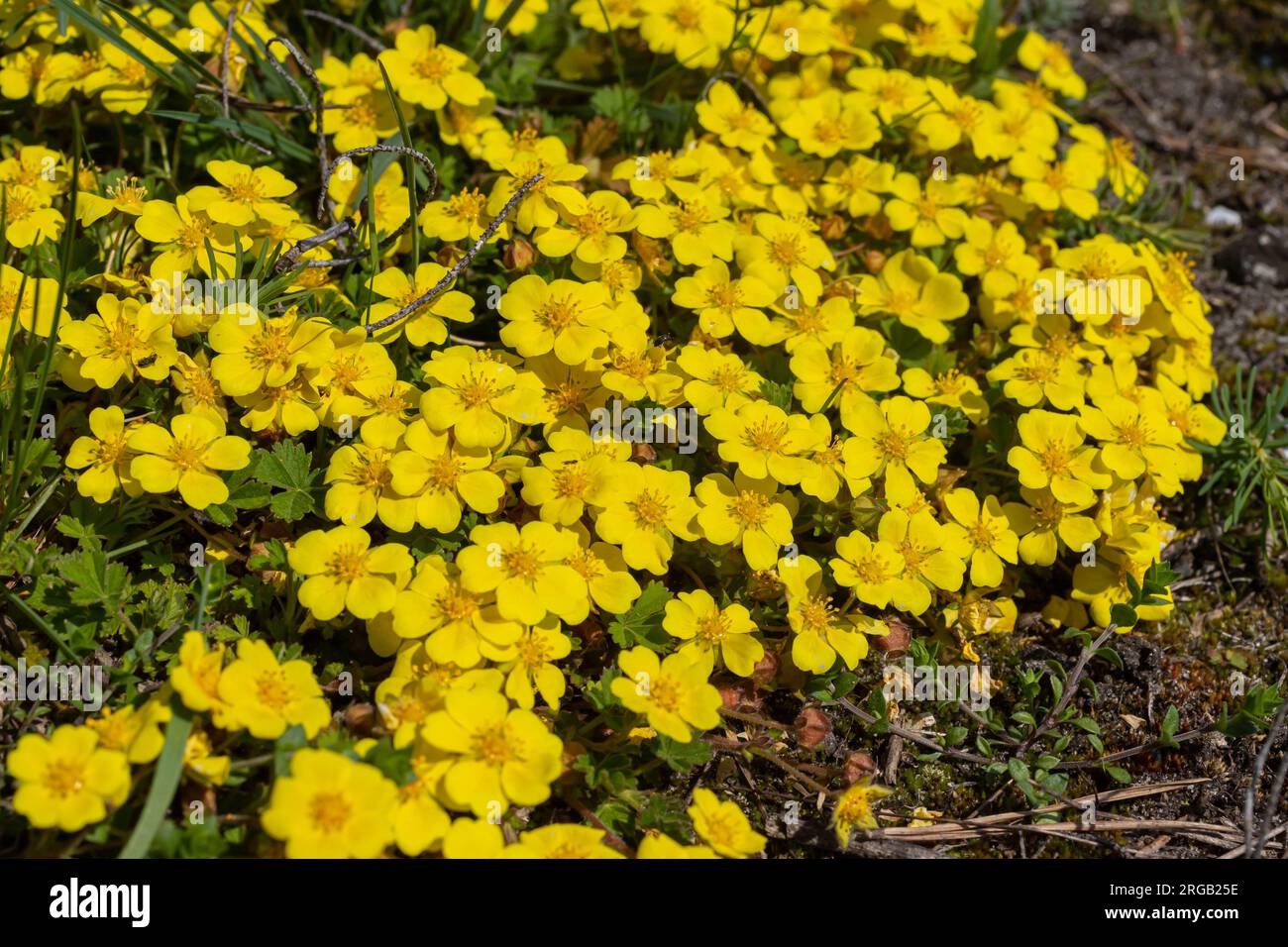 Potentilla neumanniana is a shrub with yellow flowers Stock Photo - Alamy