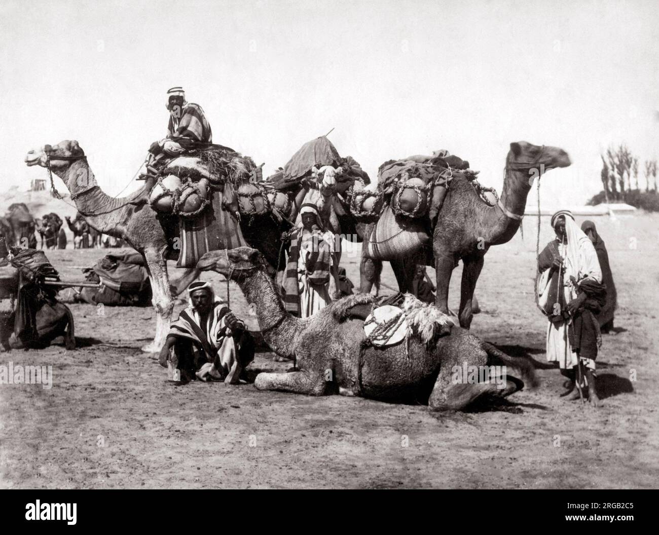 Camel train resting, Egypt. c.1890's Stock Photo - Alamy