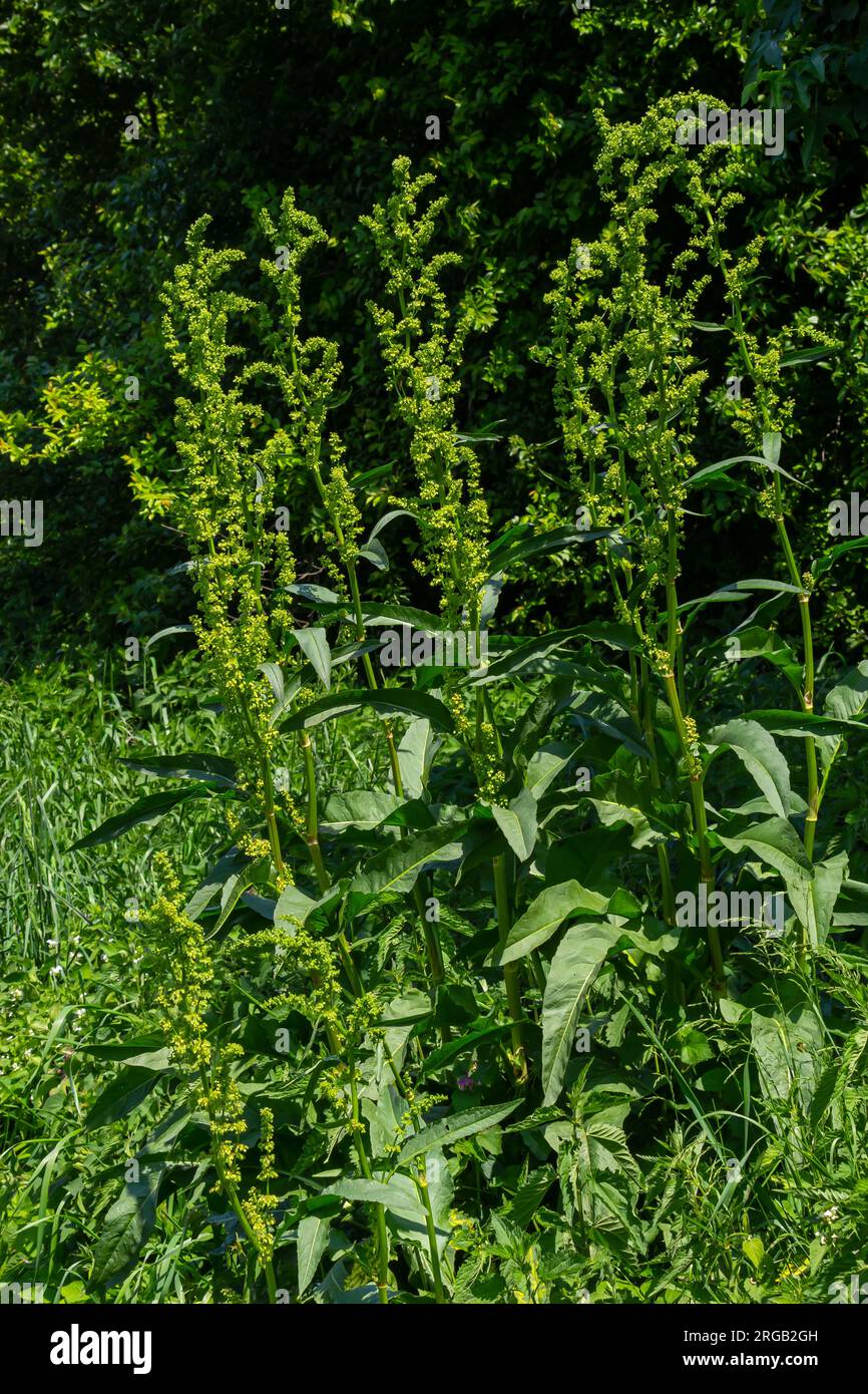 Part of a sorrel bush Rumex confertus growing in the wild with dry ...