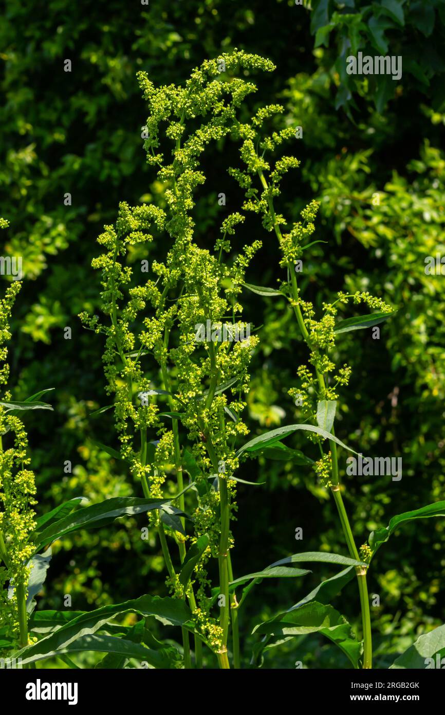 Part of a sorrel bush Rumex confertus growing in the wild with dry ...