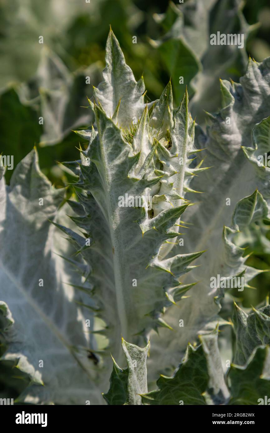 Scottish thistle botanical hi-res stock photography and images - Alamy