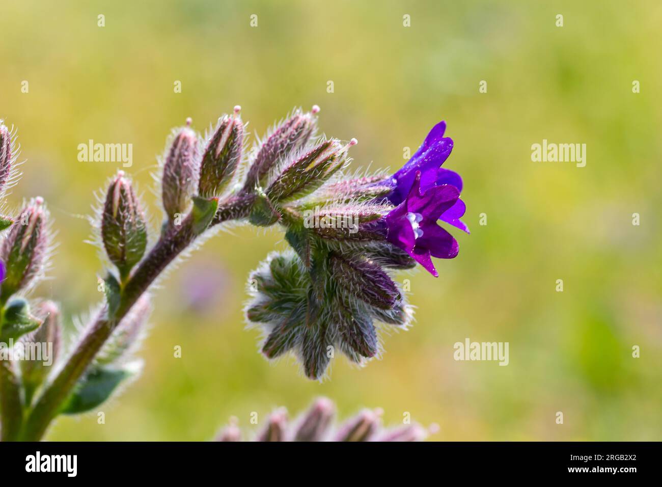 Anchusa officinalis, commonly known as the common bugloss or alkanet ...