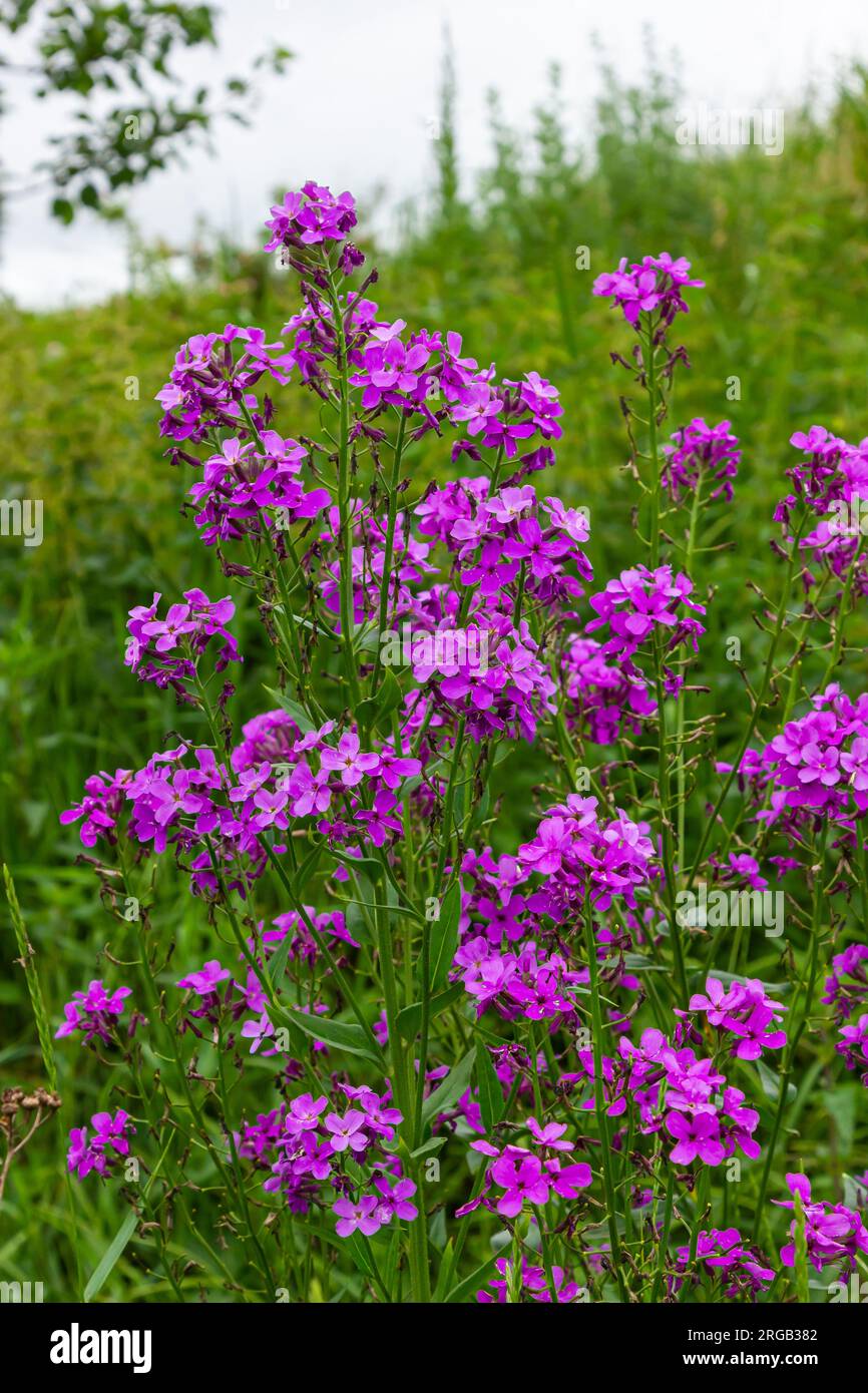 Family of the brassicaceae hi-res stock photography and images - Alamy