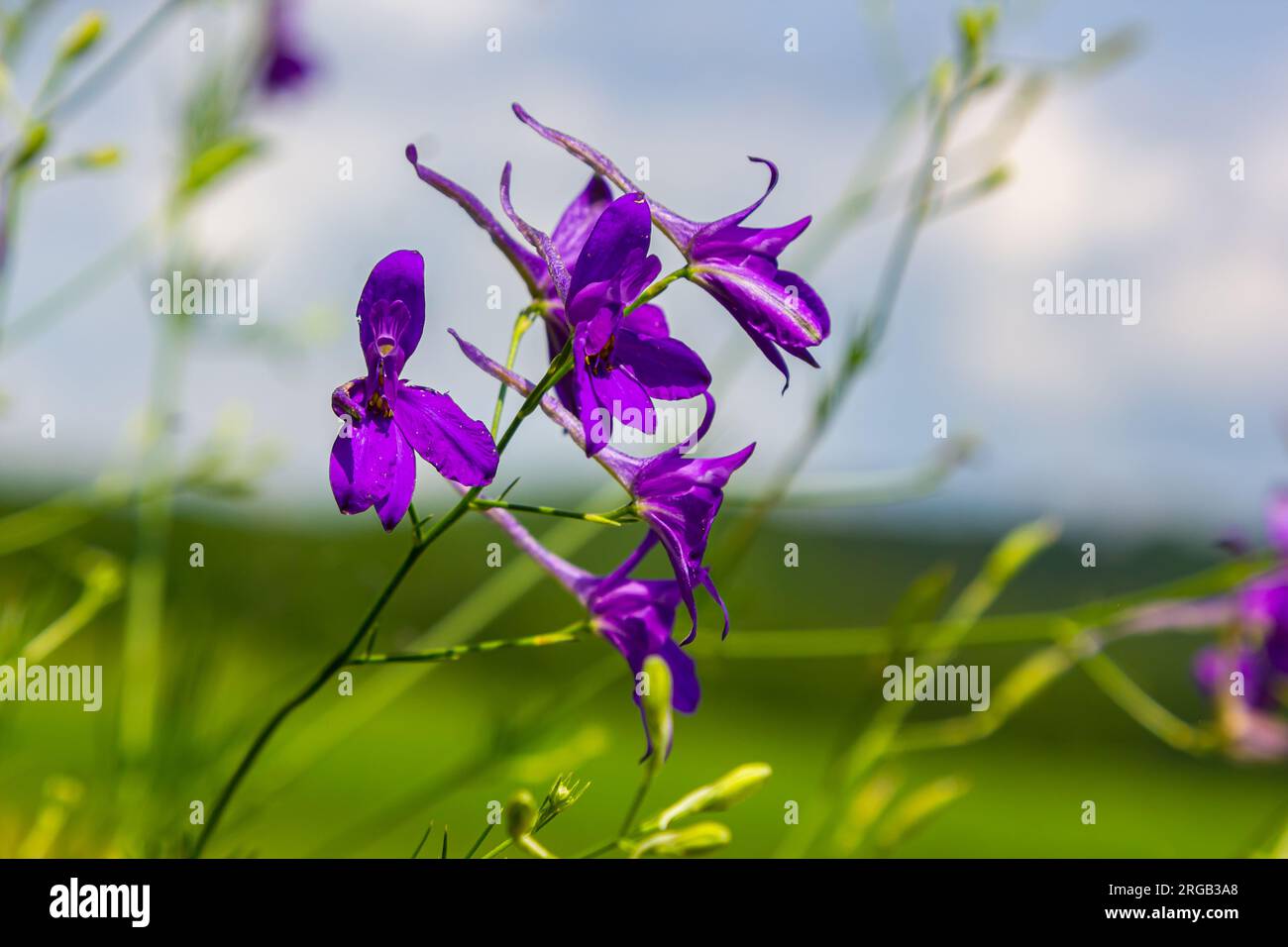 Wild Delphinium or Consolida Regalis, known as forking or rocket ...