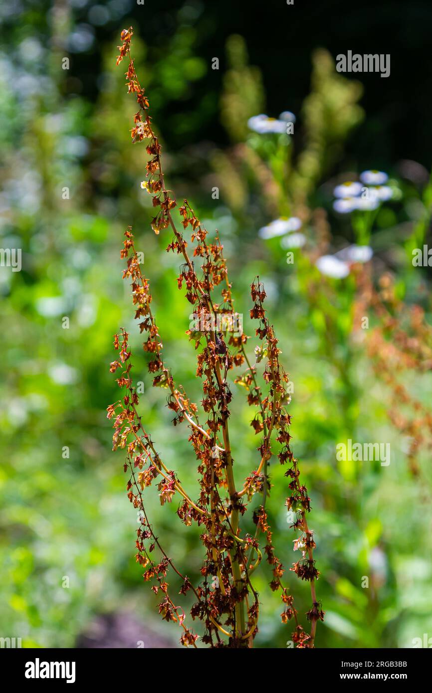 Part of a sorrel bush Rumex confertus growing in the wild with dry ...
