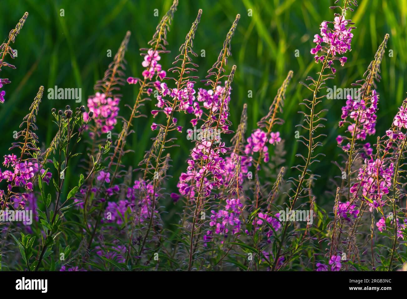 Flowering fireweed hi-res stock photography and images - Alamy