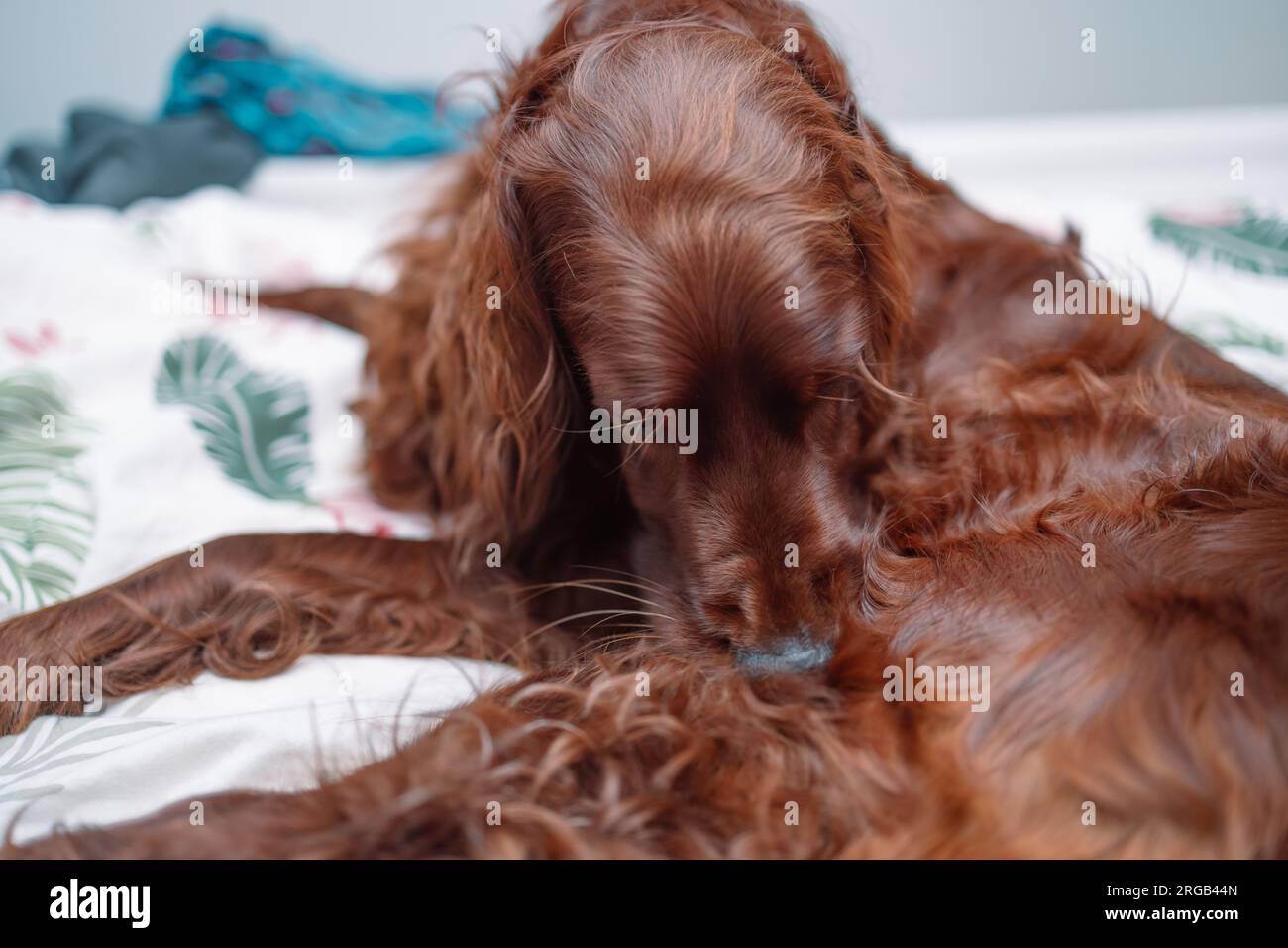 Irish Setter dog puppy under white warm blanket on a bed at home.Pet in ...