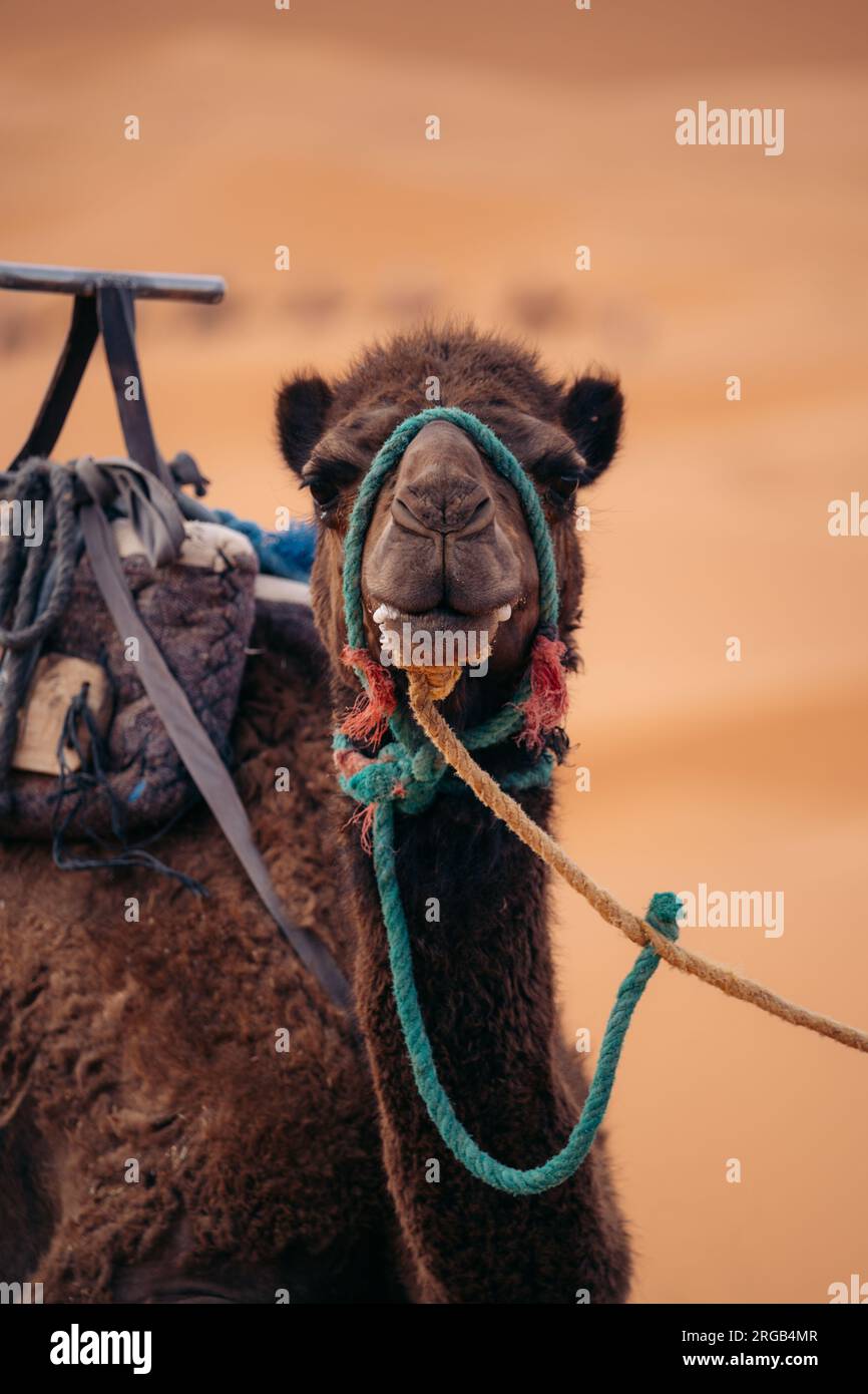 Atop camels hi-res stock photography and images - Alamy