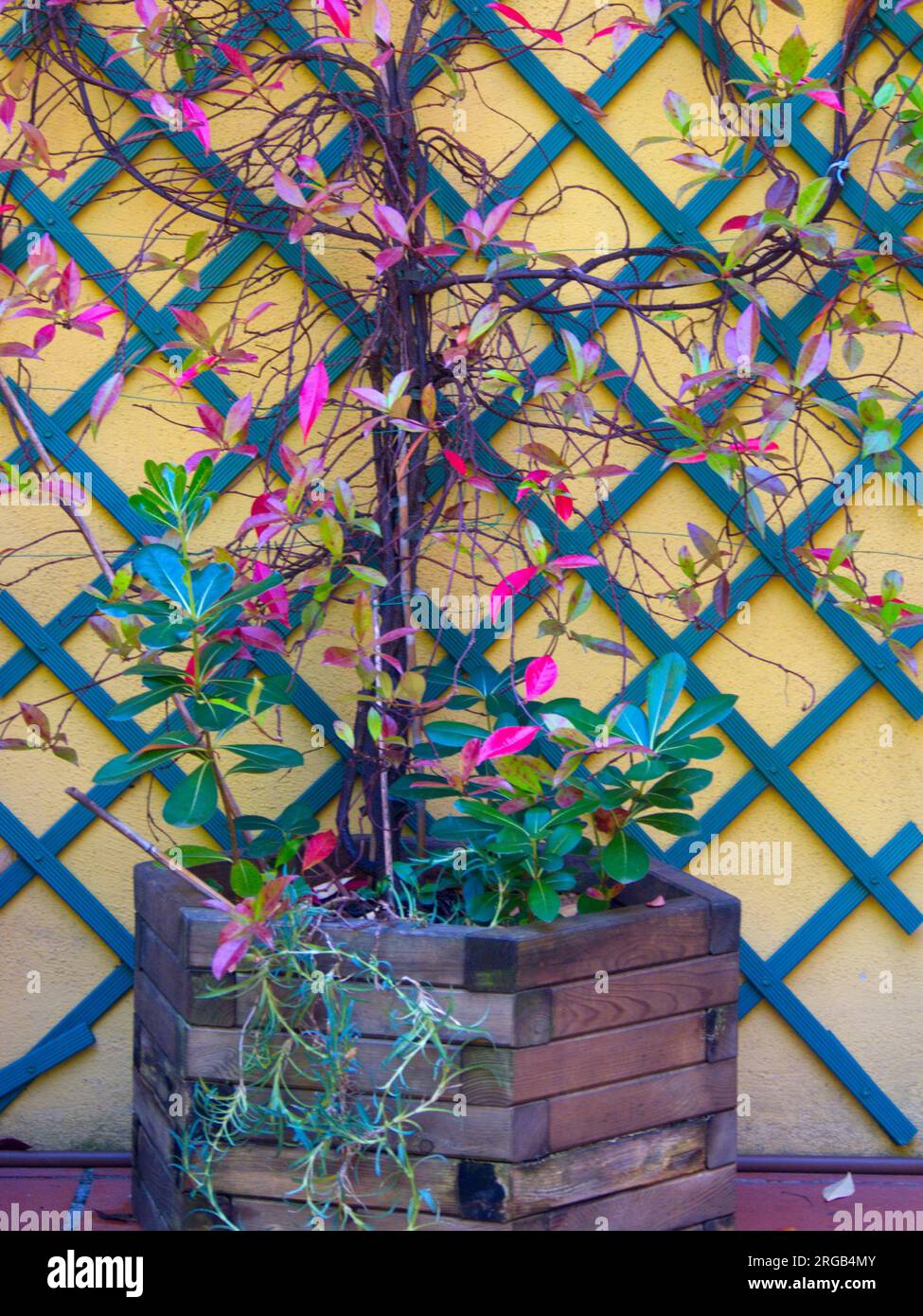 A plant with colorful leaves climbs up the garden wall of a house.Una ...