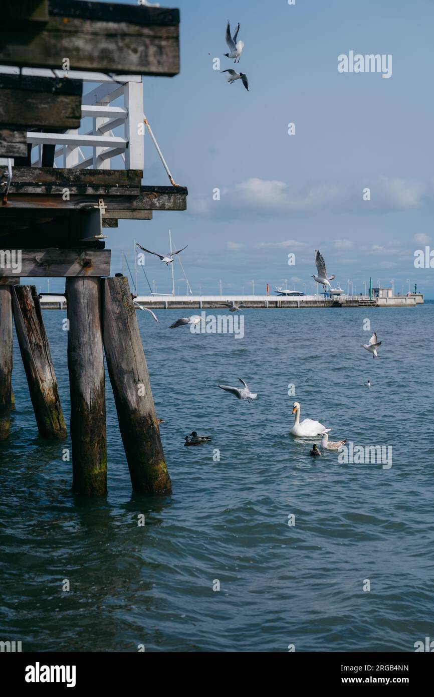 Molo w Sopocie is an Iconic Sopot pier, Polands longest wooden pier ...