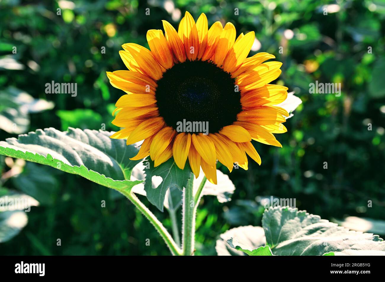 Ring of fire sunflower hi-res stock photography and images - Alamy