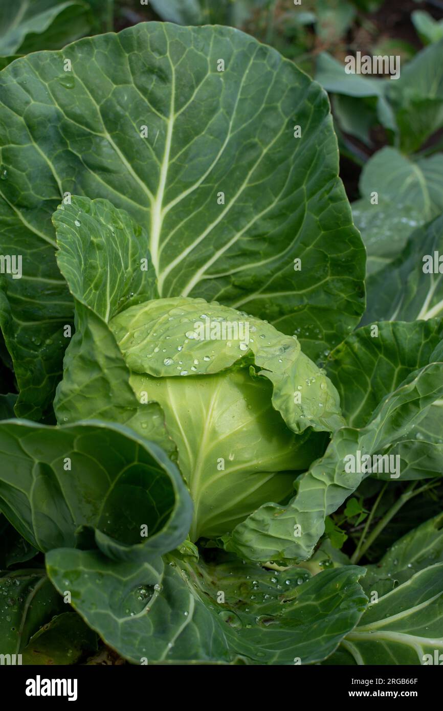 Big head of cabbage hi-res stock photography and images - Alamy