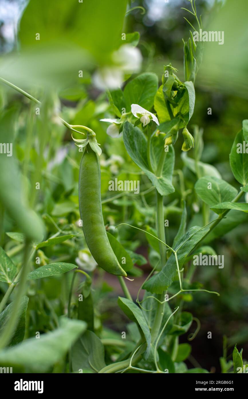 Garden pea plant seed pod hi-res stock photography and images - Alamy