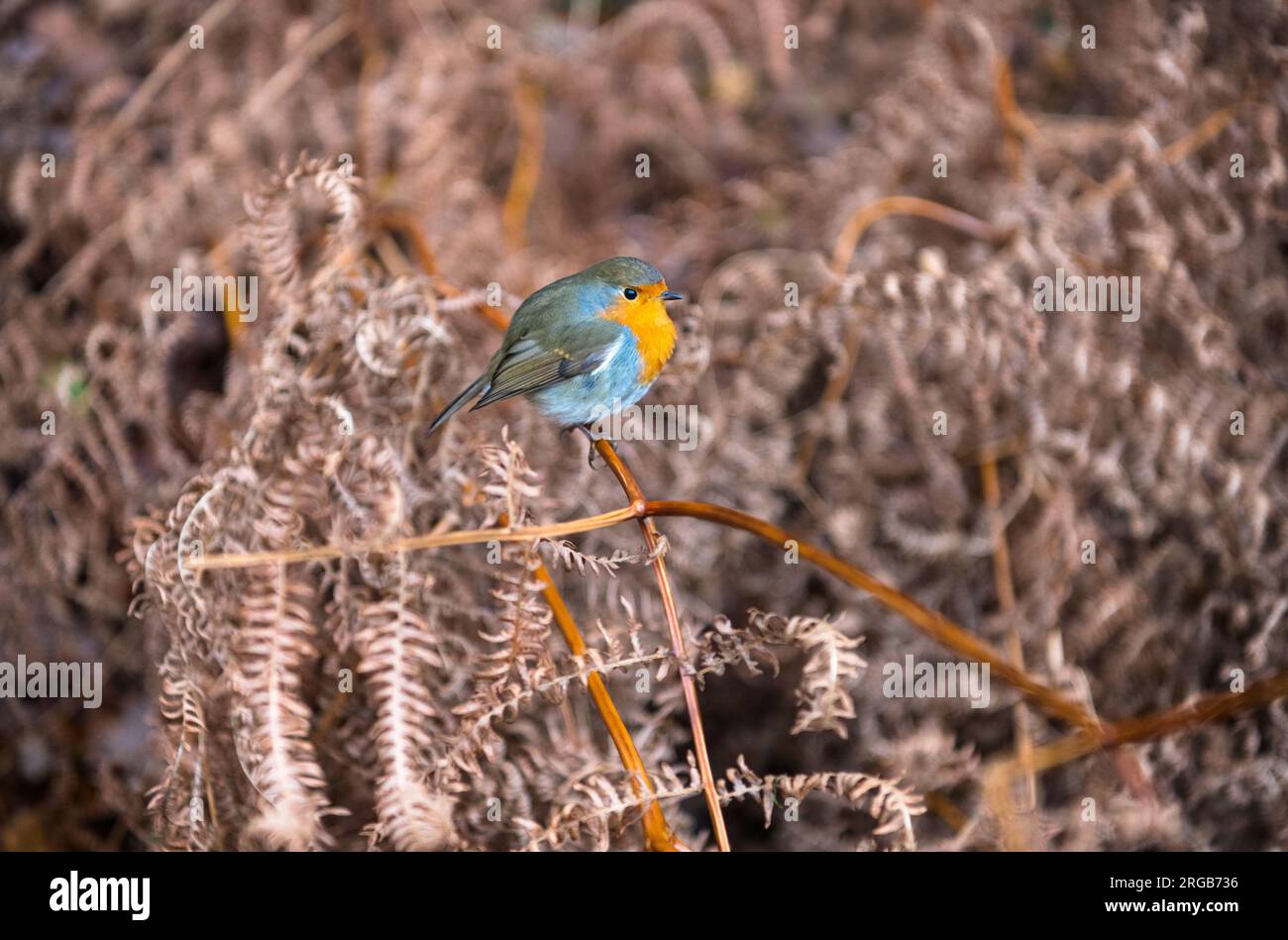 The European robin (also known as robin or robin redbreast) near ...