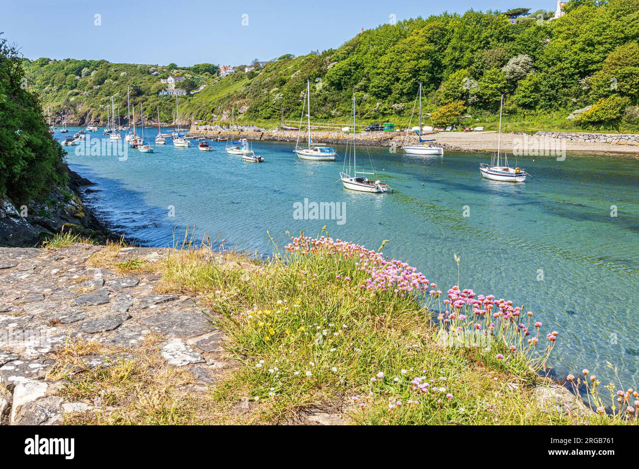 Sea pinks growing on an old lime kiln at Solva Harbour in the estuary ...