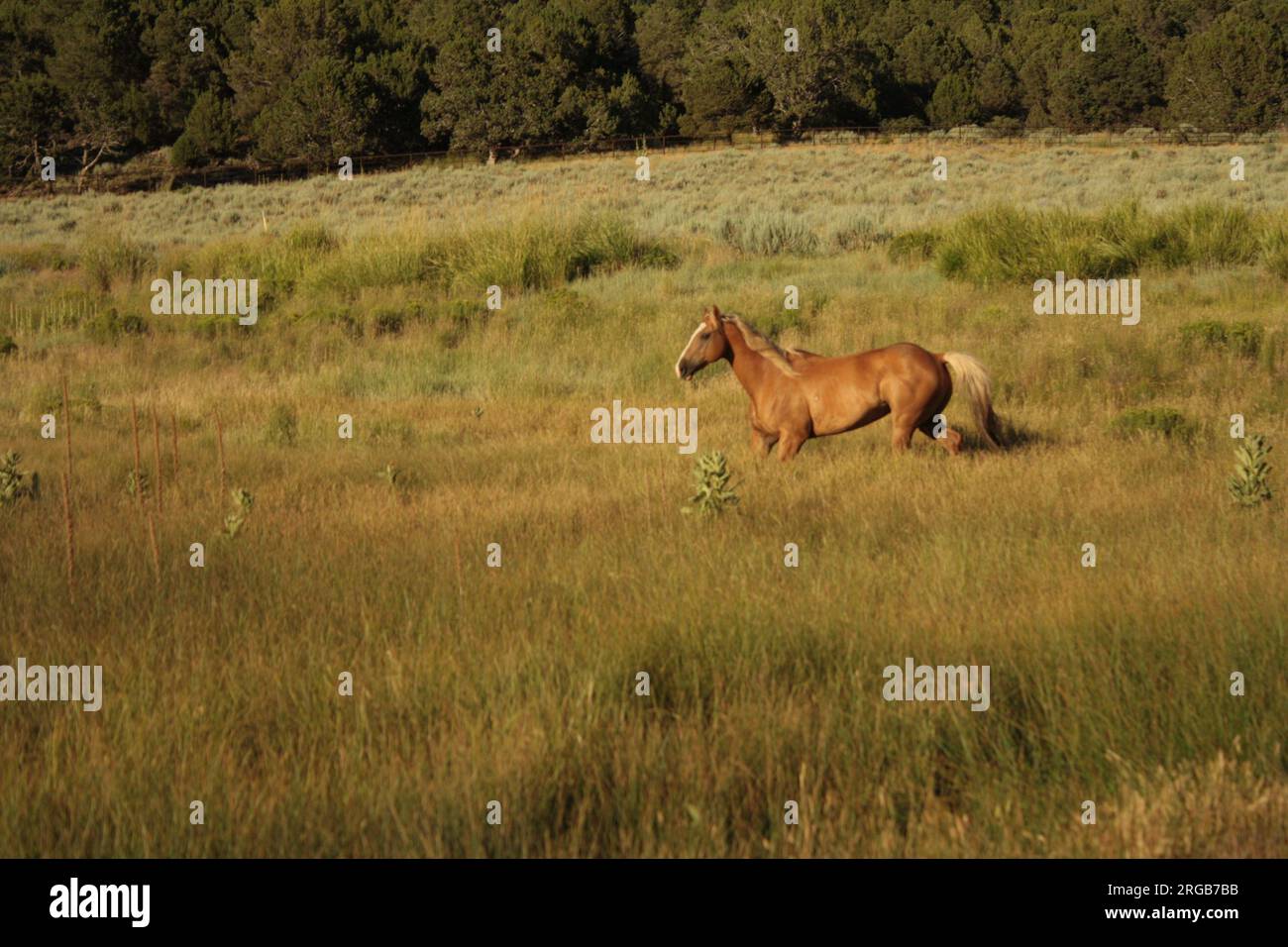 horse running across pasture Stock Photo - Alamy