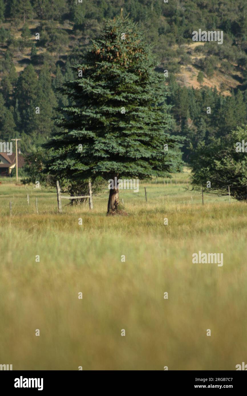 Vertical lone pine tree hi-res stock photography and images - Alamy