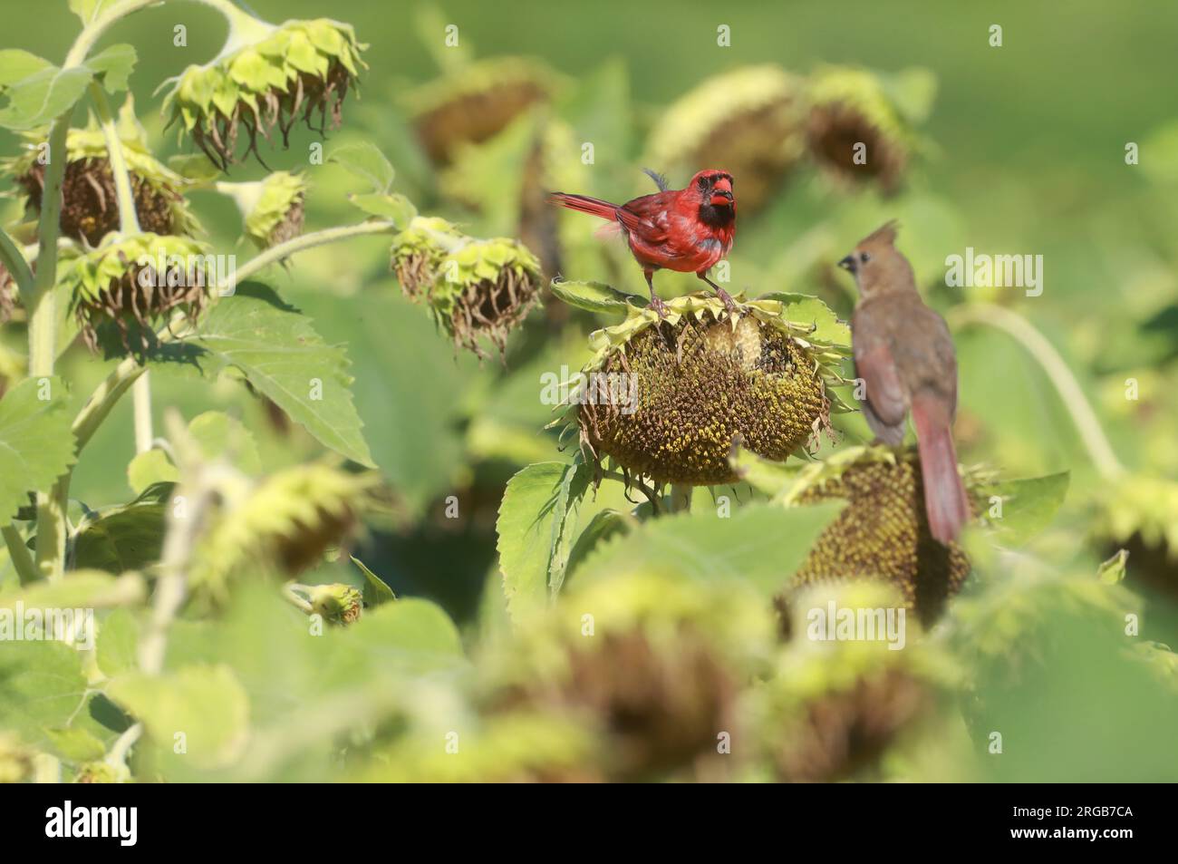 Raleigh, North Carolina, USA. 8th Aug, 2023. A male and female Northern ...