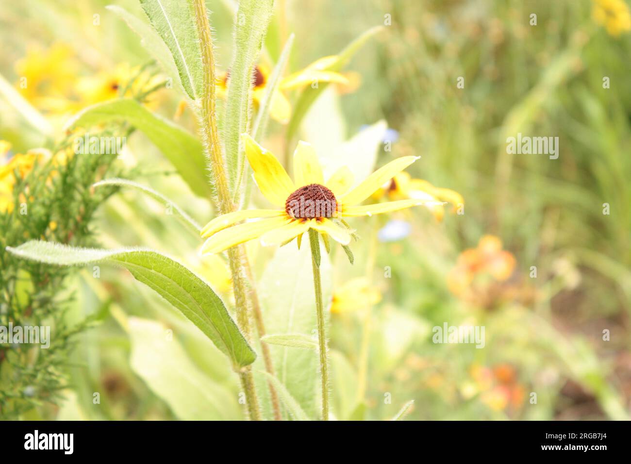 Pure yellow light hi-res stock photography and images - Alamy