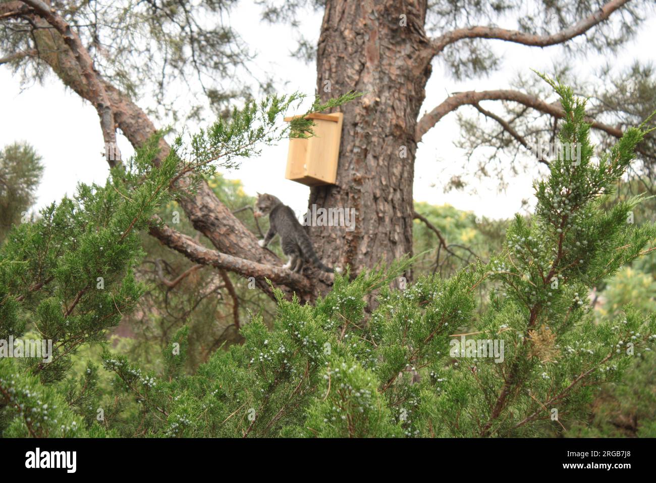 cat in tree by bird house Stock Photo - Alamy