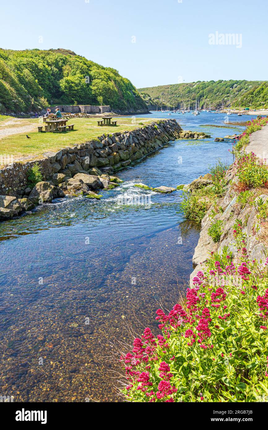 Red valerian growing beside the River Solva entering Solva Harbour at ...