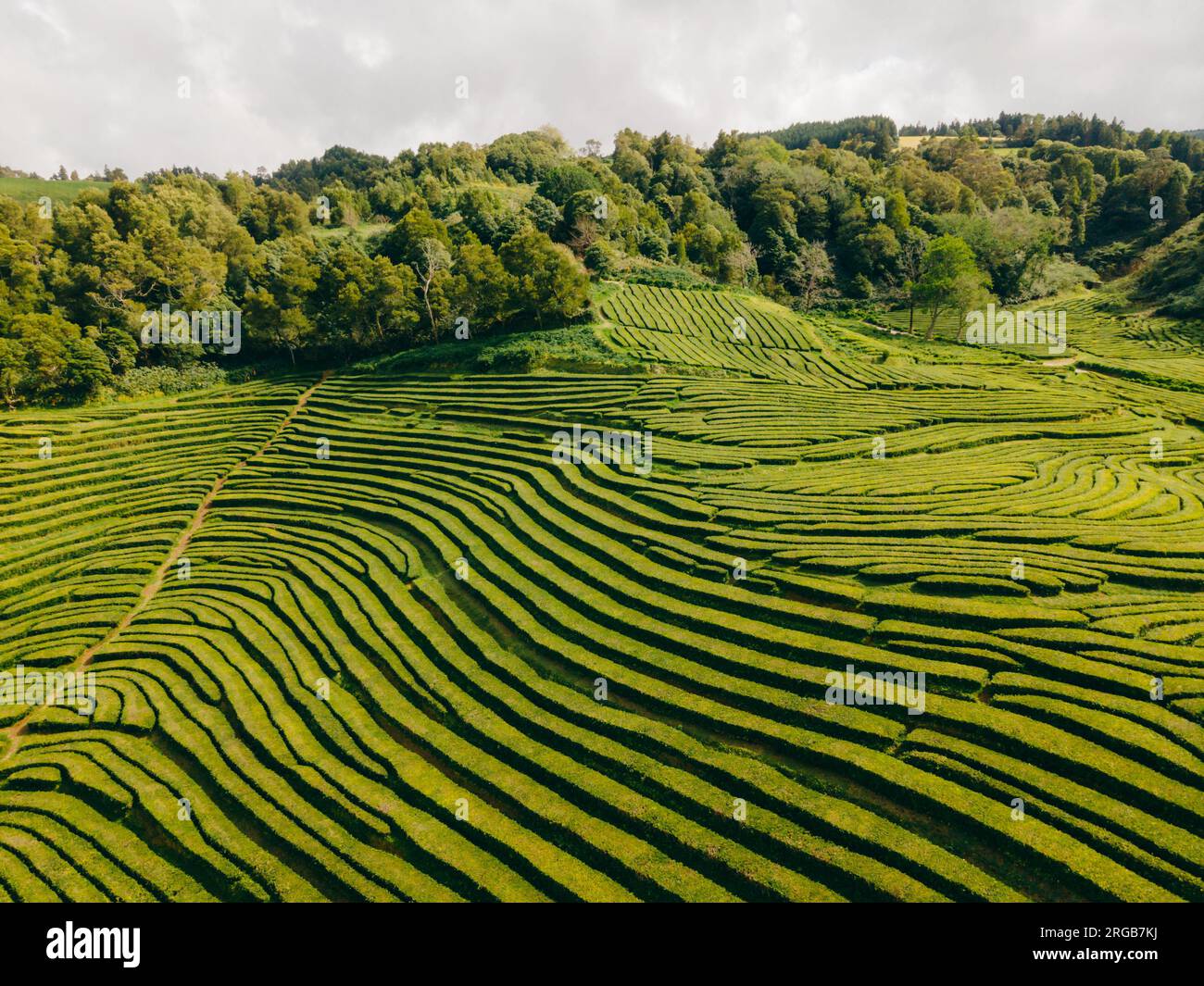 Gorreana Tea Factory and plantation is the only tea plantation in ...
