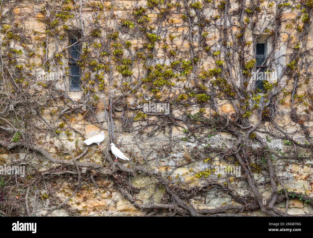 A pair of white doves on a castle wall, Hever Castle, Kent, England ...