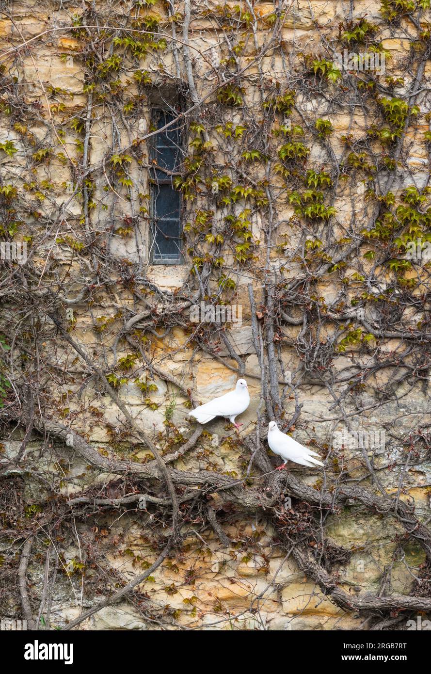 A pair of white doves on a castle wall, Hever Castle, Kent, England ...