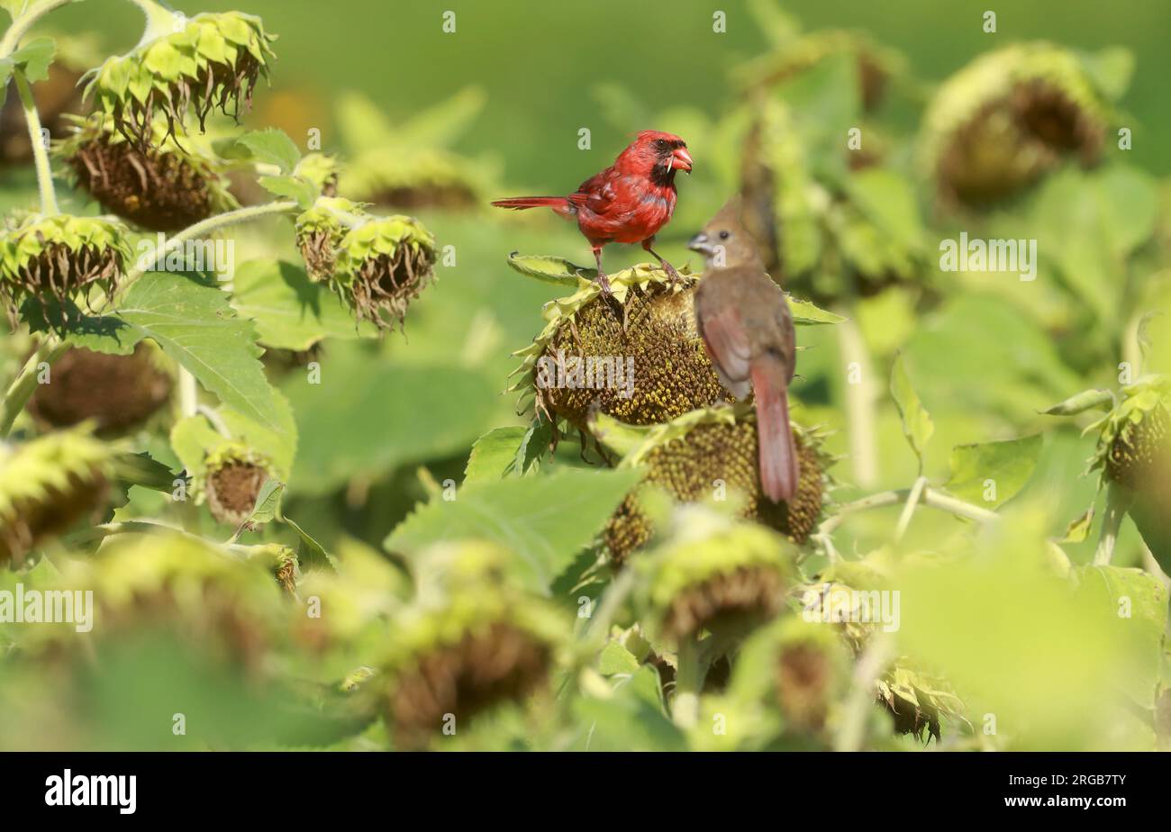 Raleigh, North Carolina, USA. 8th Aug, 2023. A male and female Northern ...