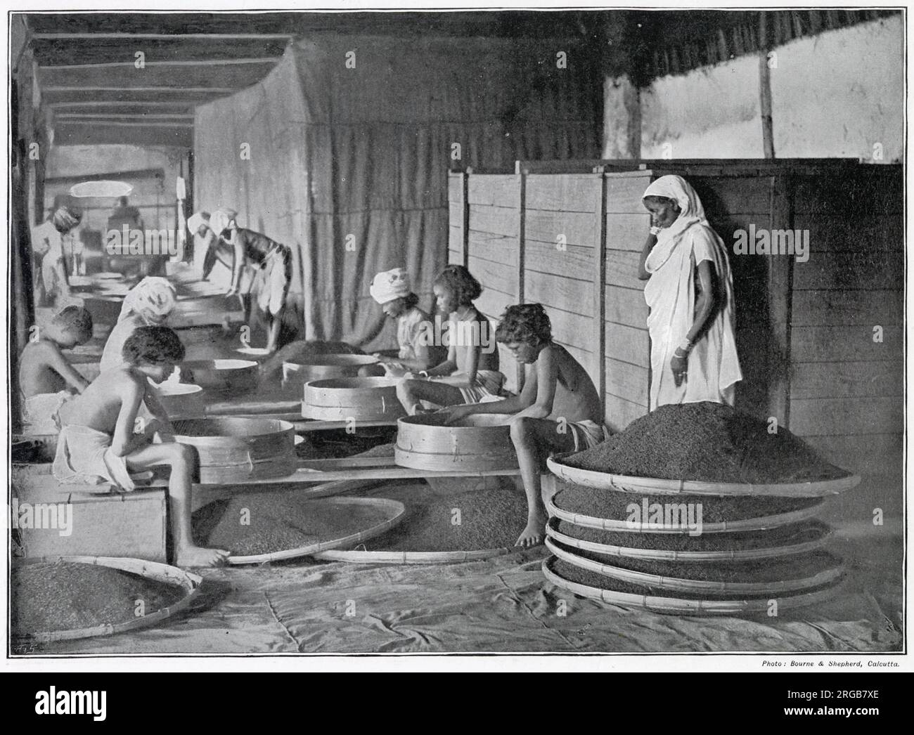 Tea manufacturing hi-res stock photography and images - Alamy