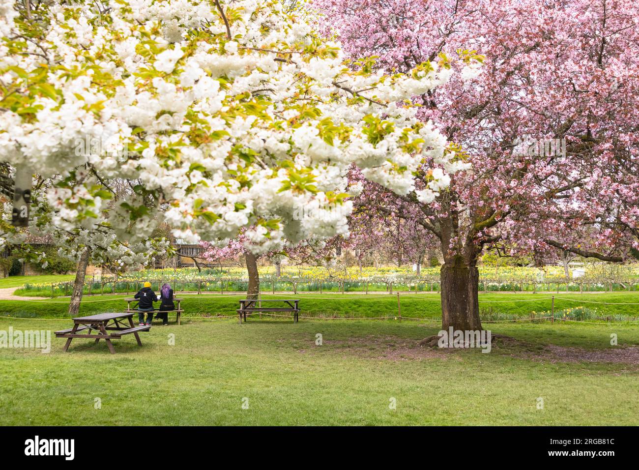 Blooming trees in Hever Castle garden, Kent, England Stock Photo - Alamy