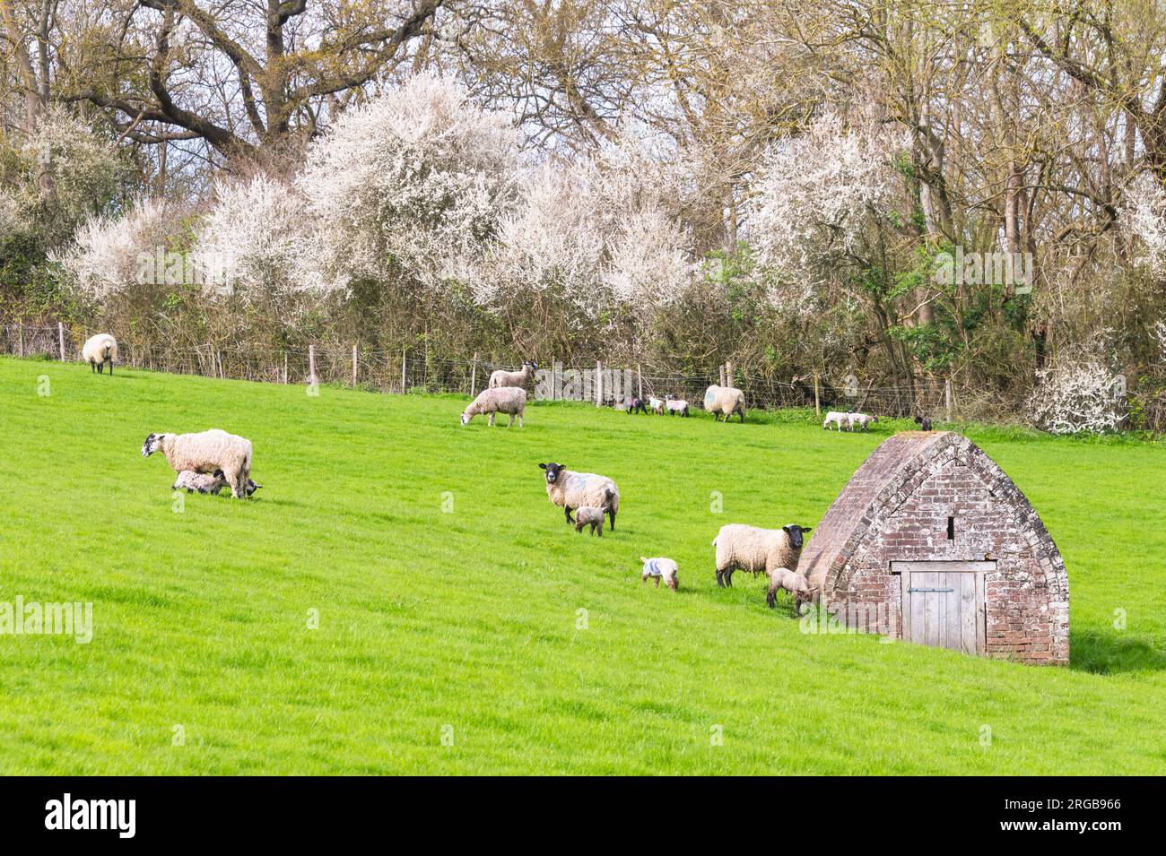 Sheep lamb kent england hi-res stock photography and images - Alamy