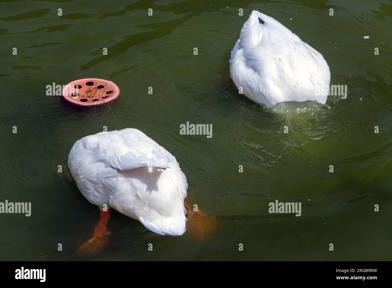A pair of the Domestic duck, saxony crested - with their heads under ...