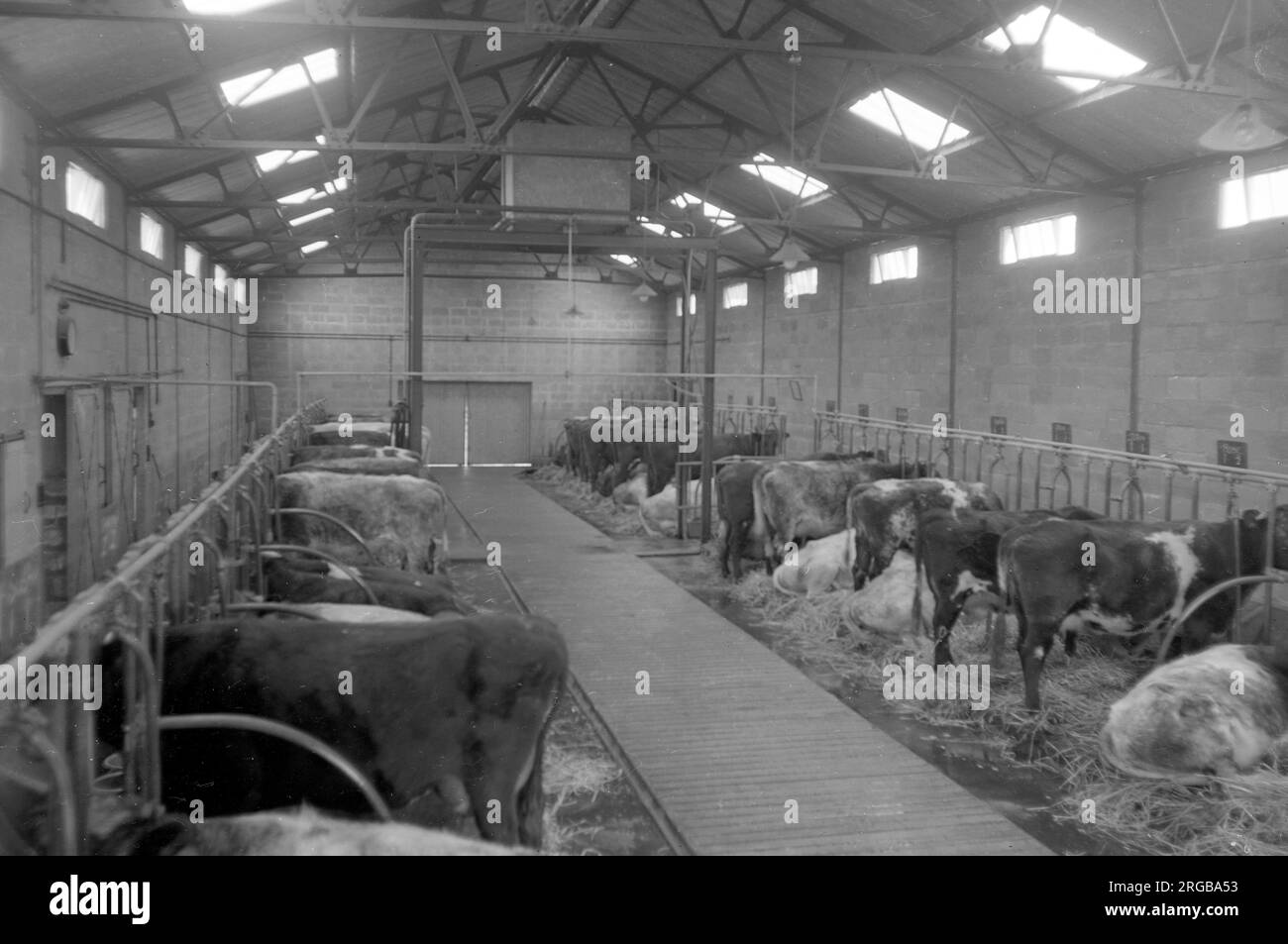 Milk Production in the 1960s: Pre Milking feed Stock Photo - Alamy
