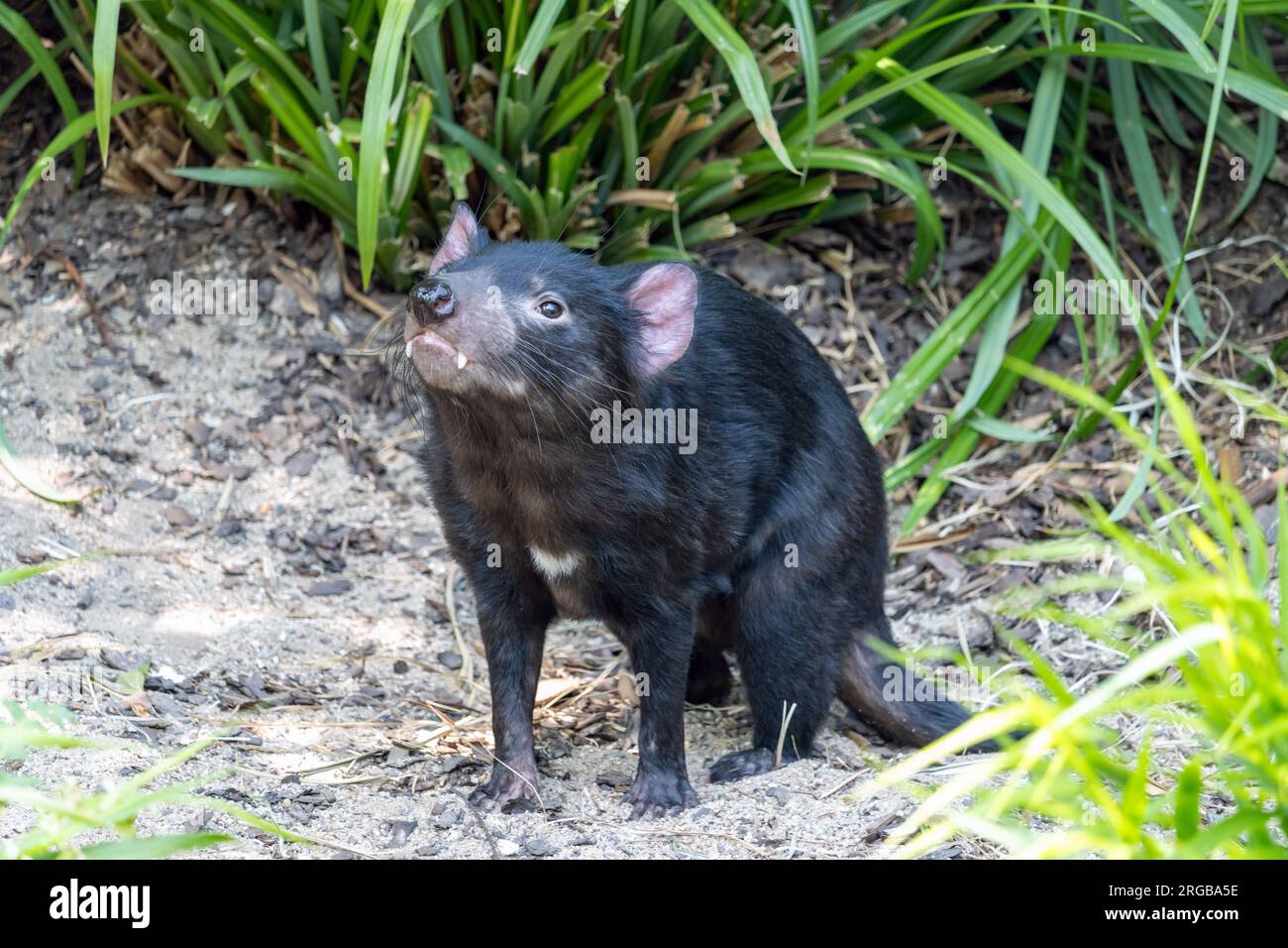 Tasmanian devil in tasmania australia hi-res stock photography and images - Alamy