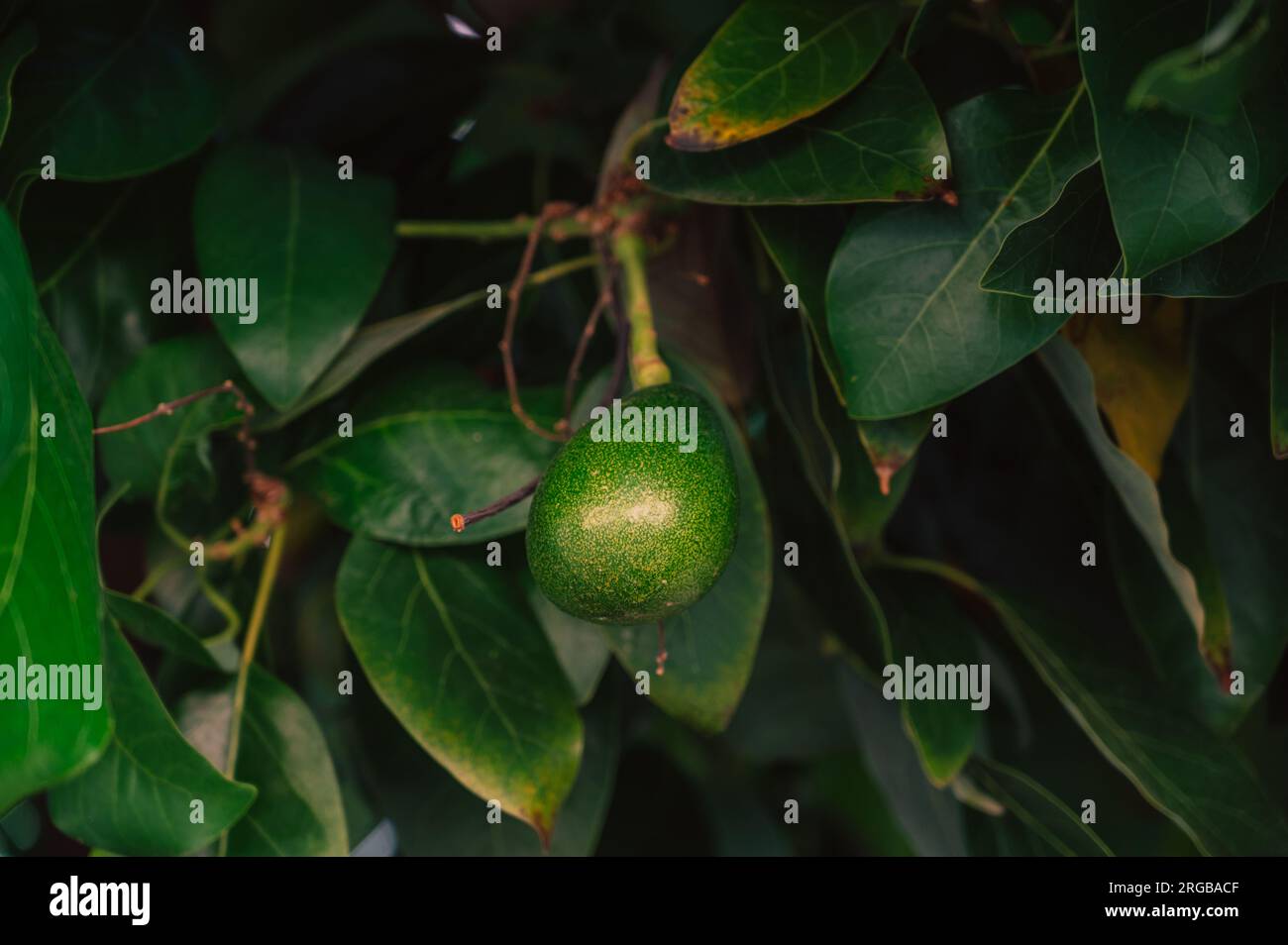 Avocado fruits on a Avocado tree in a garden. Avocado production or ...