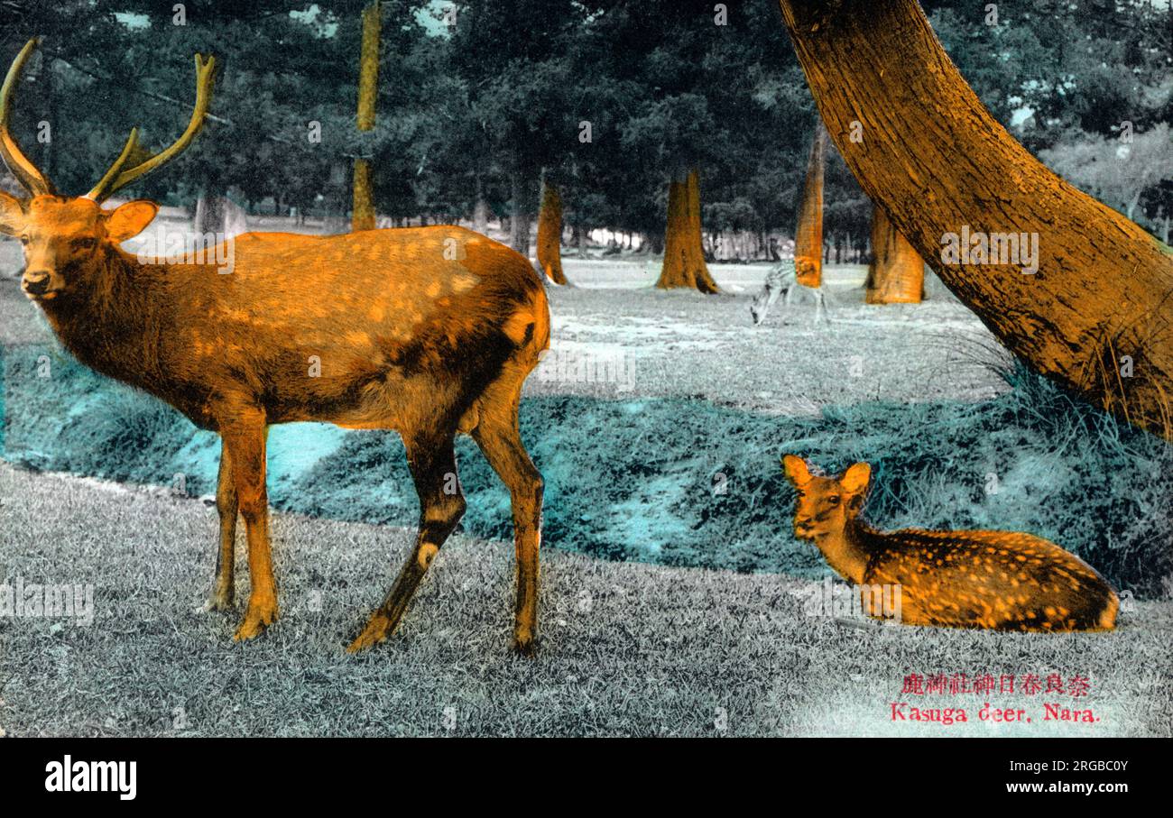 The path to the Shinto Kasuga Shrine at Nara, Japan passes through a ...