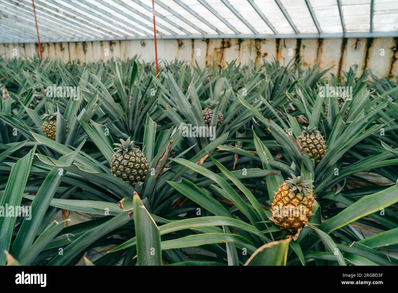 Pineapple plantations azores hi-res stock photography and images - Alamy