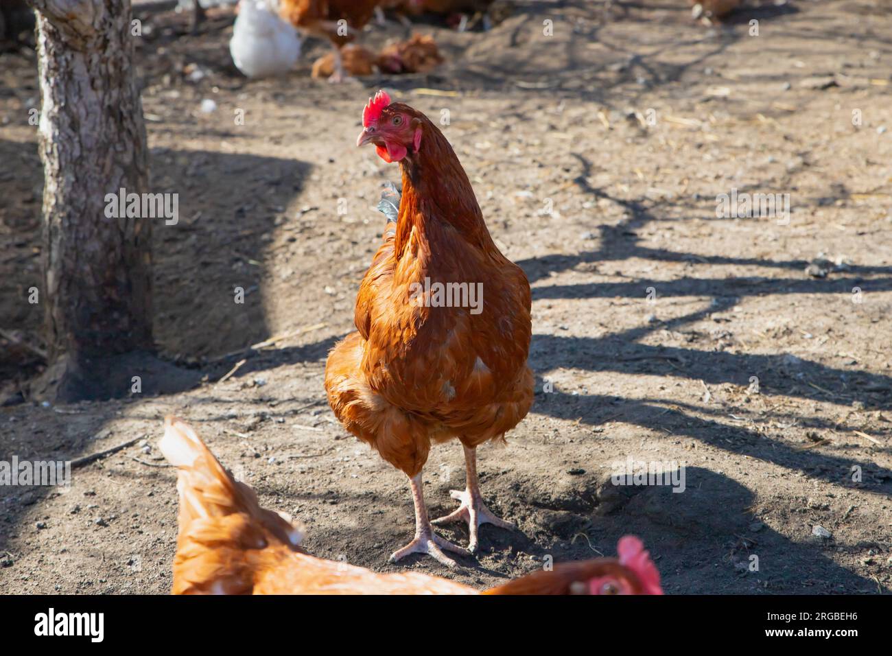 Copper hen hi-res stock photography and images - Alamy