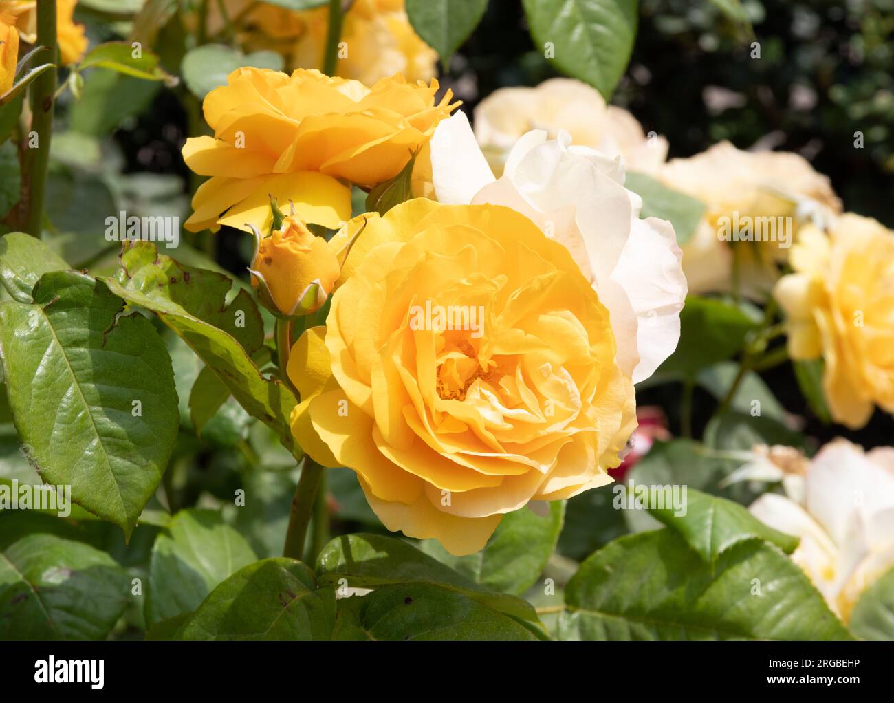 Rose Absolutely Fabulous Stock Photo - Alamy