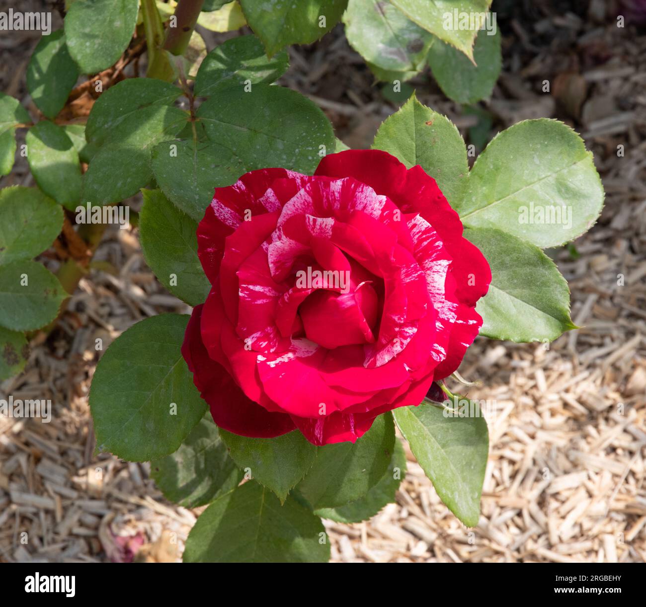 Matisse see hi-res stock photography and images - Alamy