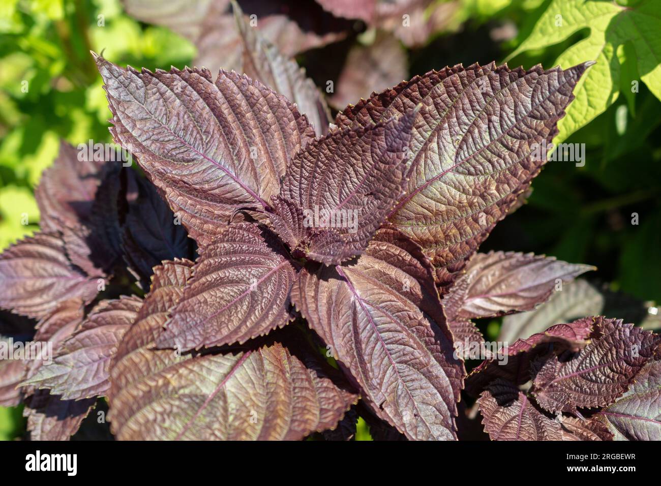 Zurich, Switzerland, July 14, 2023 Perilla Frutescens or beefsteak ...