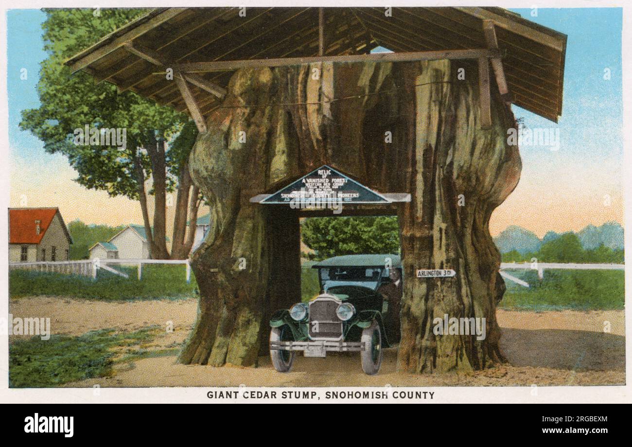 Giant cedar stump with car driving through, Snohomish County ...