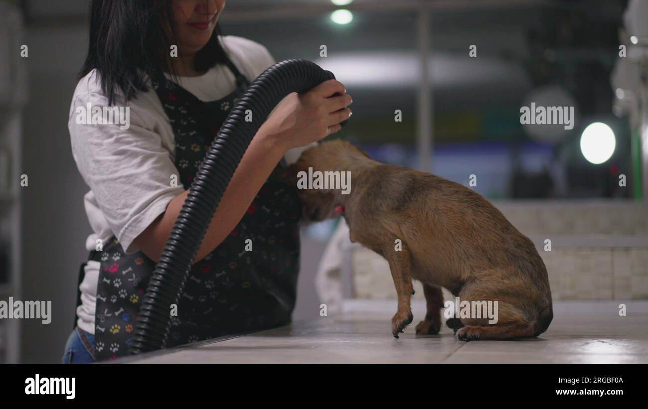 One female employee at Pet Shop drying small dog with dryer Stock Photo ...