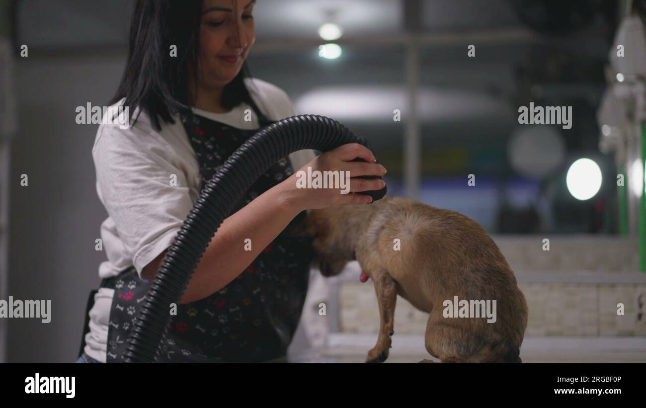 One female employee at Pet Shop drying small dog with dryer Stock Photo ...
