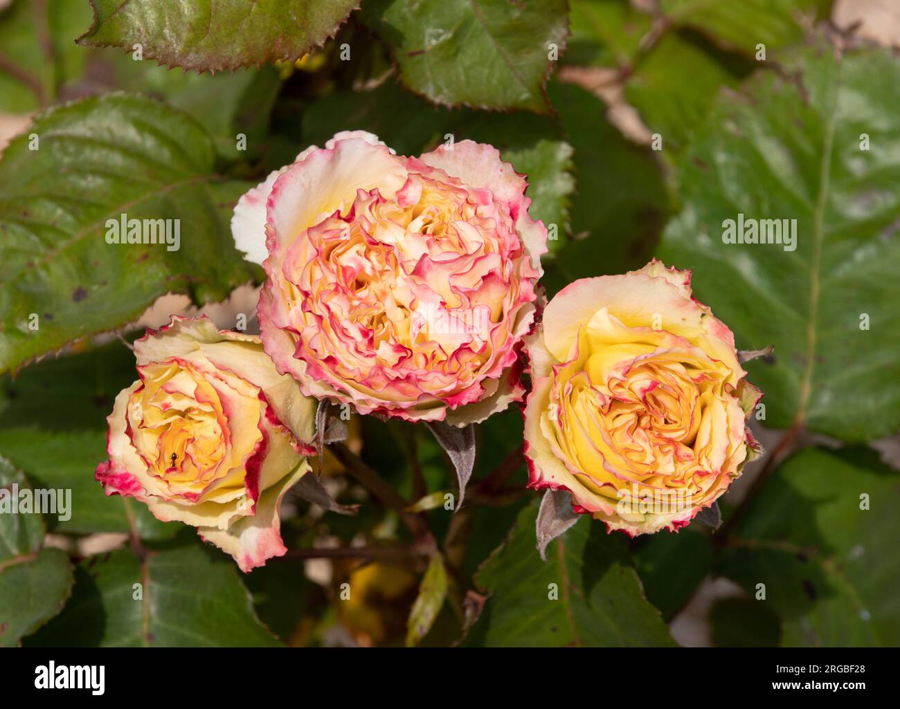 Ros hi-res stock photography and images - Alamy