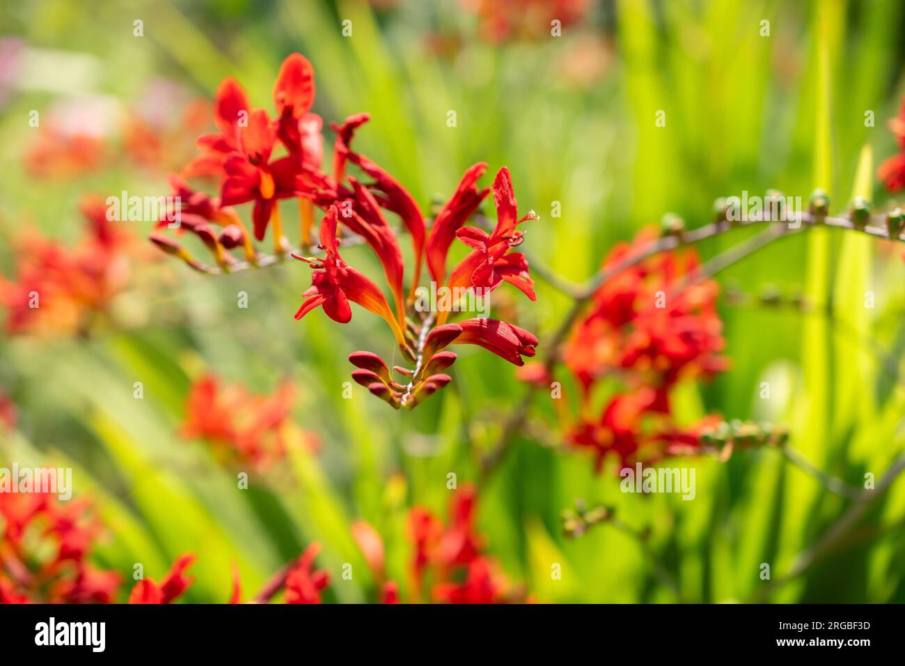 Zurich, Switzerland, July 14, 2023 Crocosmia Lucifer flower at the ...