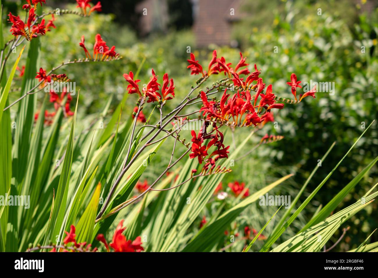 Zurich, Switzerland, July 14, 2023 Crocosmia Lucifer flower at the ...