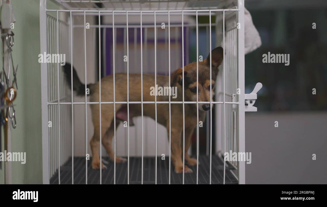 Small Dog inside cage. Pet locked behind bars Stock Photo - Alamy
