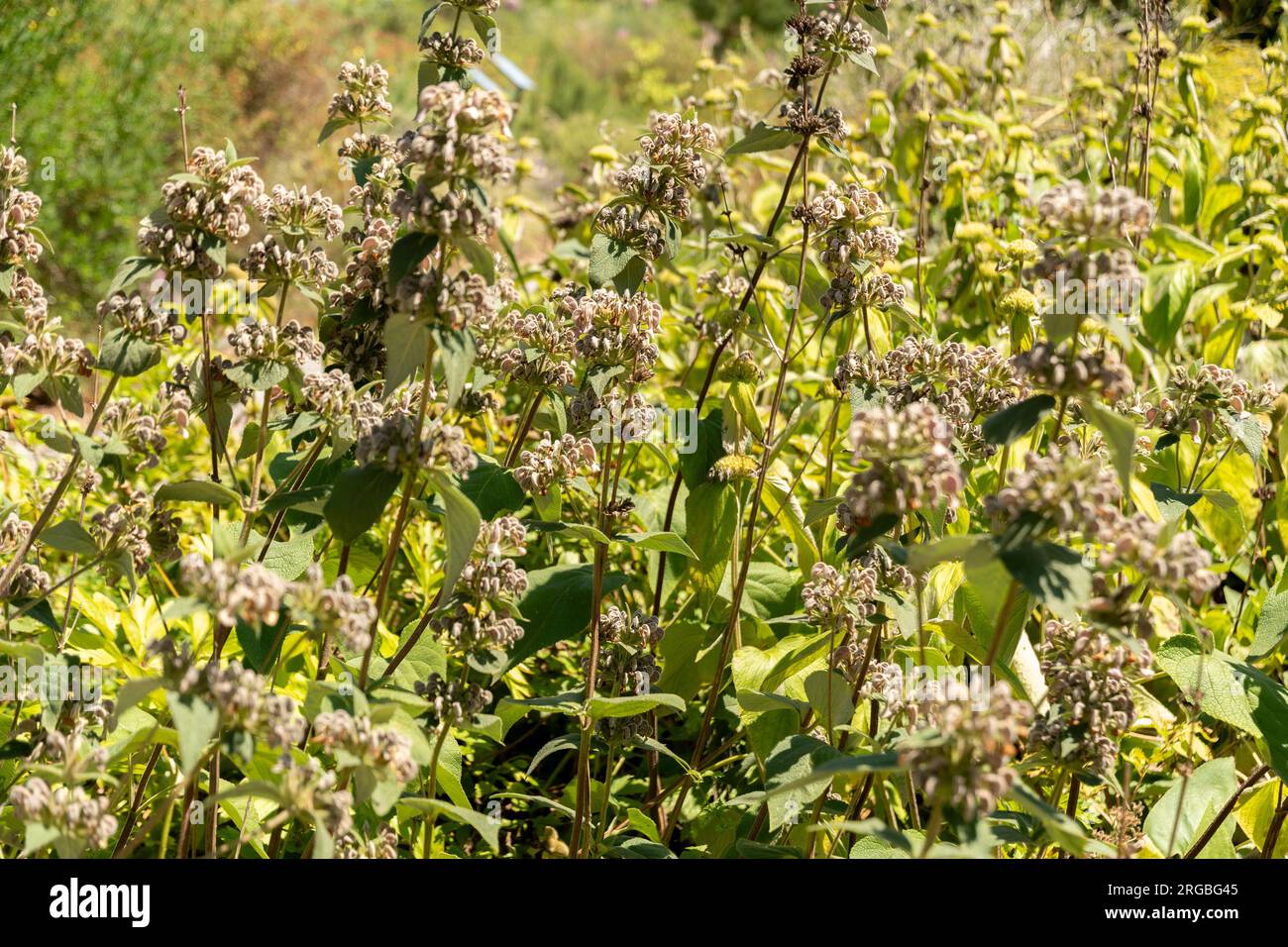 Zurich, Switzerland, July 14, 2023 Phlomis Samia or greek Jerusalem ...